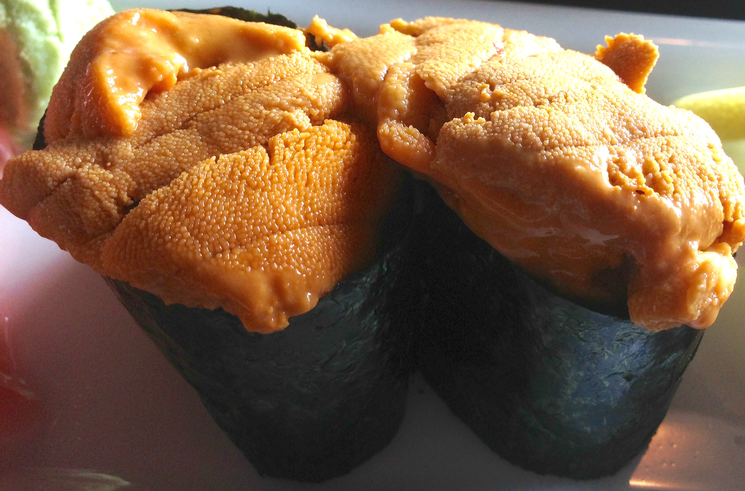 What Is Uni: A Complete Guide to Sea Urchin – The Uni Diaries