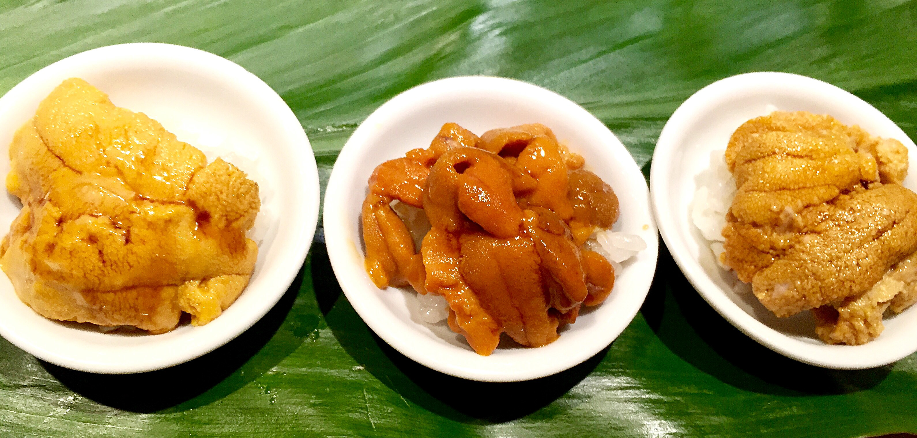 What Is Uni: A Complete Guide to Sea Urchin – The Uni Diaries